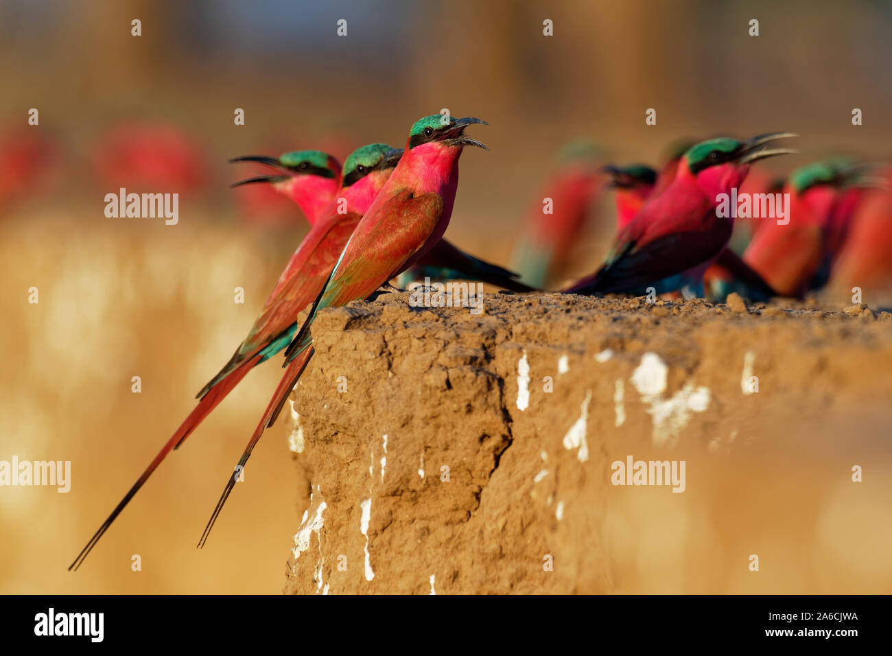 Beautiful red bird - Southern Carmine Bee-eater - Merops nubicus ...
