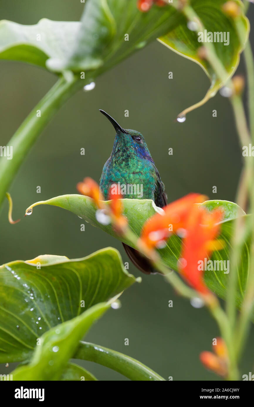 Green Violet-ear Hummingbird, Colibri thalassinus, perches on a large ...