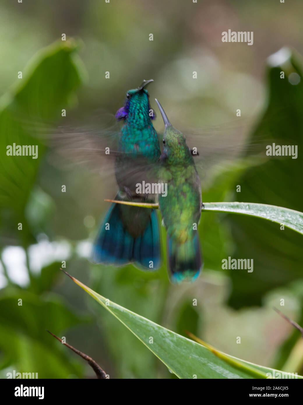 Colibrí vertical hi-res stock photography and images - Alamy