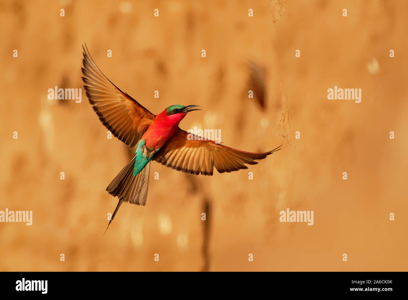 Beautiful red bird - Southern Carmine Bee-eater - Merops nubicus ...