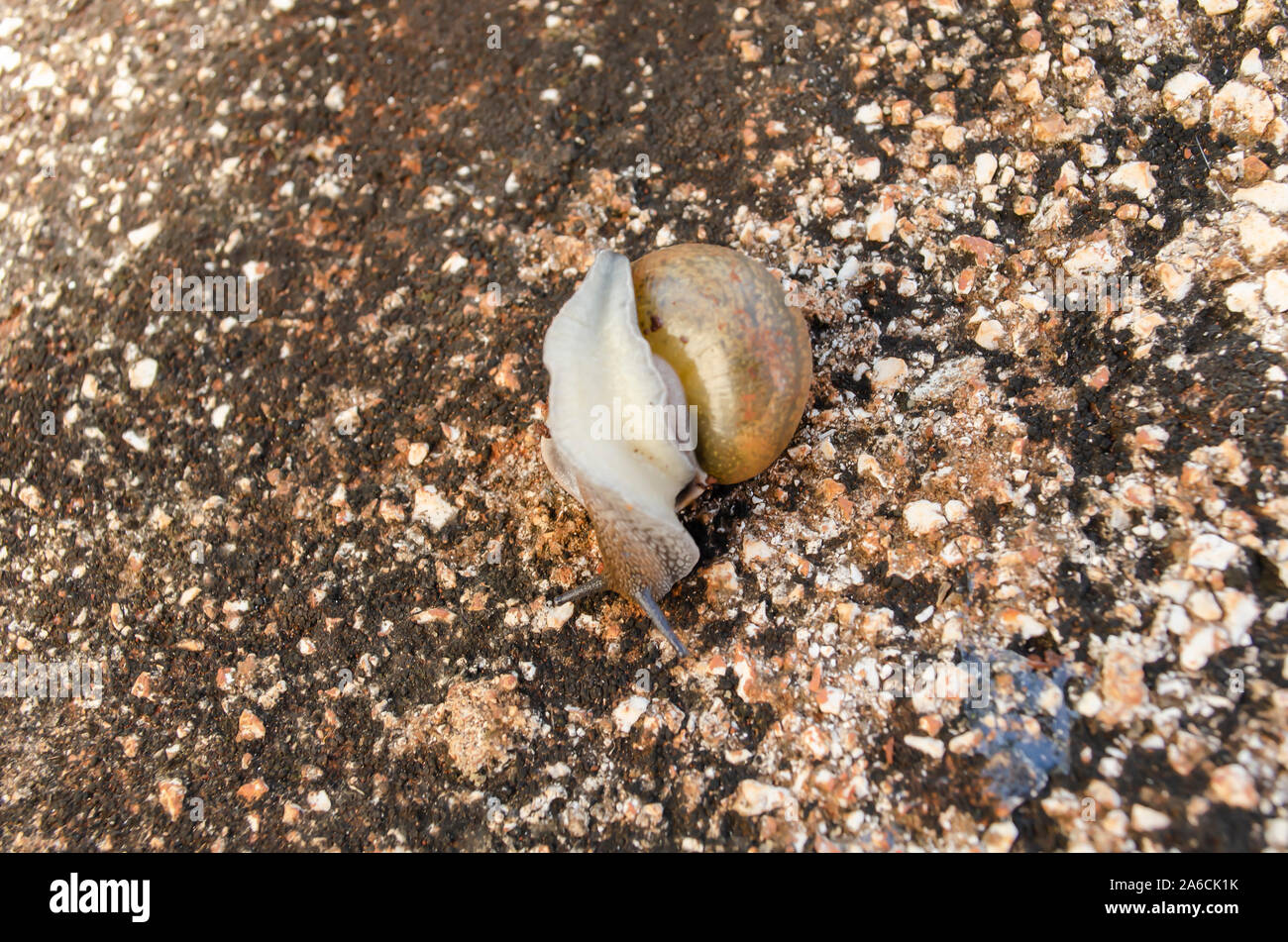 Muscle shell hi-res stock photography and images - Alamy