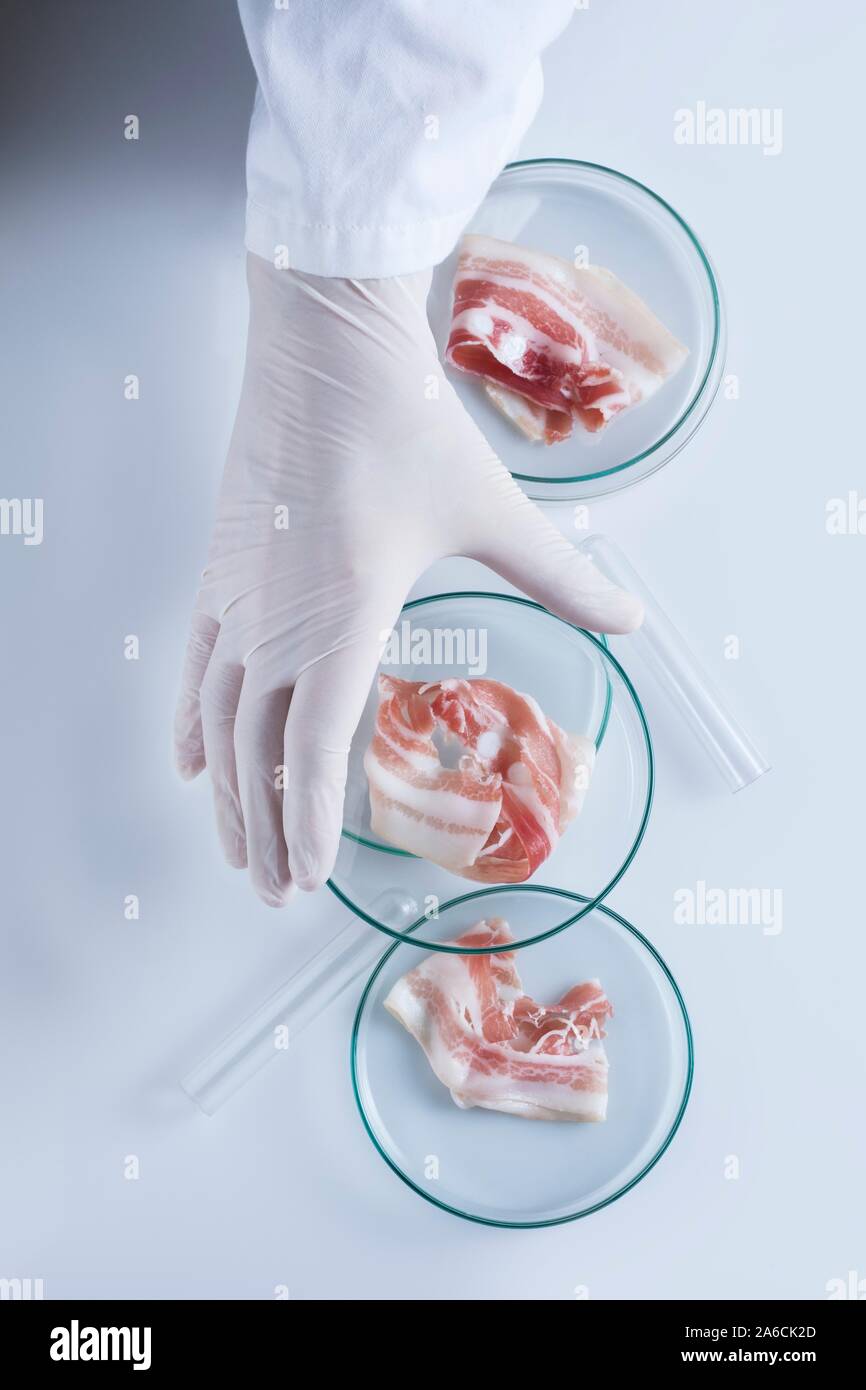Conceptual image of cultured meat grown in the laboratory Stock Photo ...