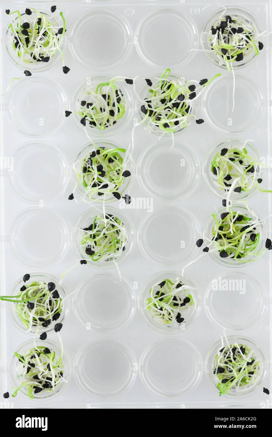 Conceptual image of plant research and genetic engineering. Seedlings ...
