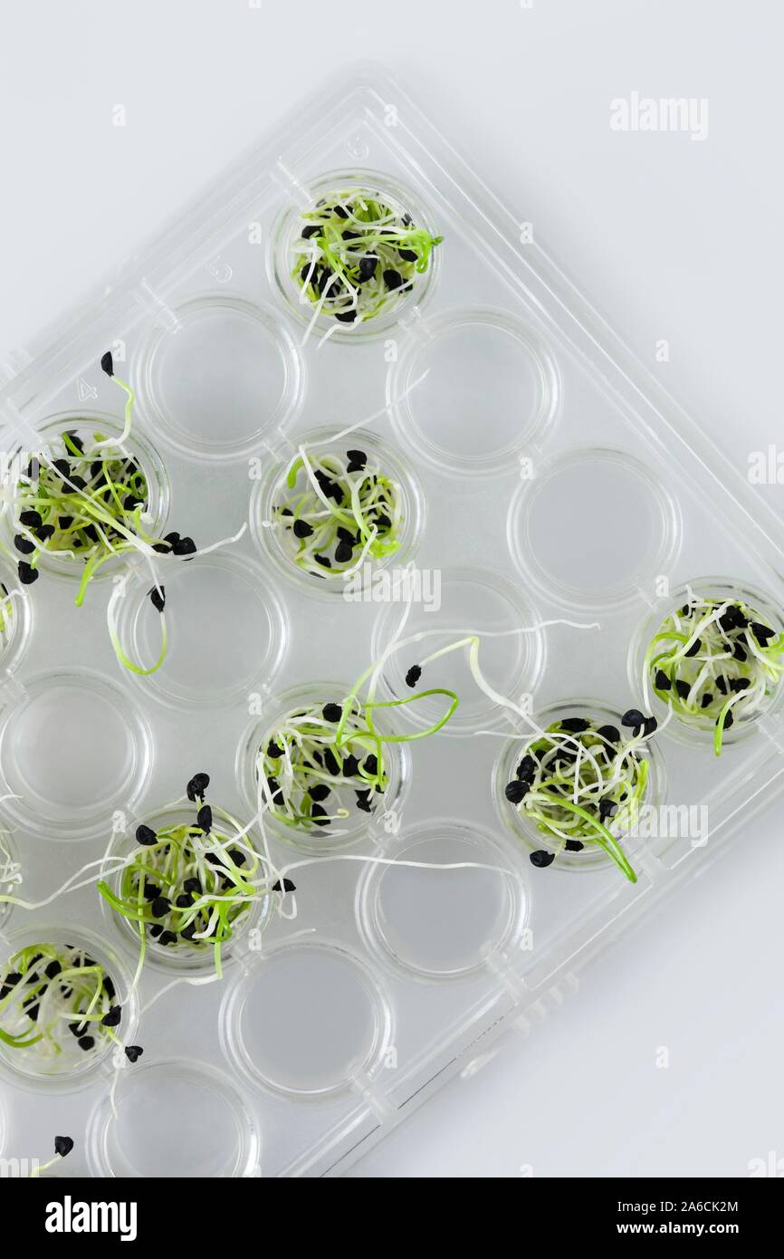 Conceptual image of plant research and genetic engineering. Seedlings ...