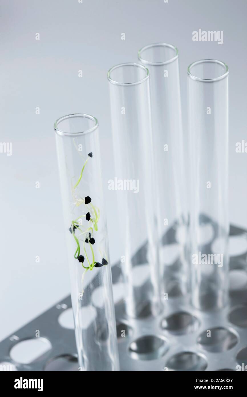 Conceptual image of plant research and genetic engineering. Seedlings ...