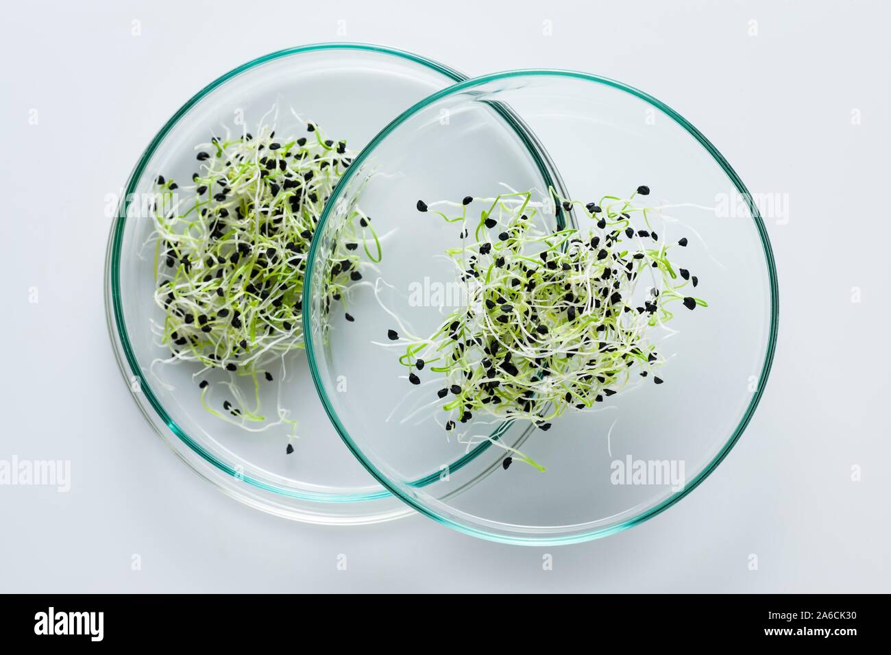 Conceptual image of plant research and genetic engineering. Seedlings ...