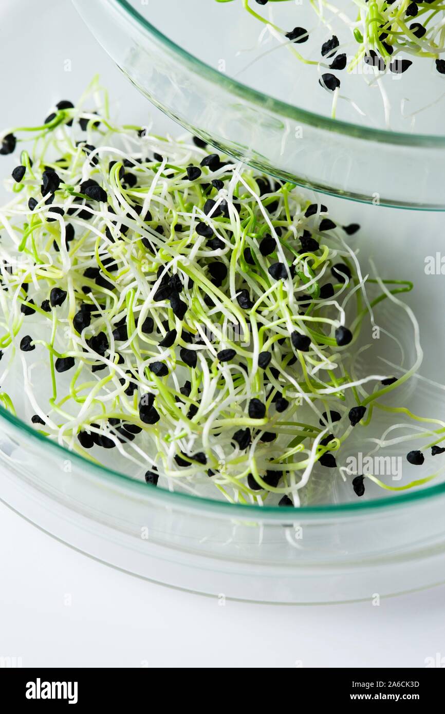 Conceptual image of plant research and genetic engineering. Seedlings ...