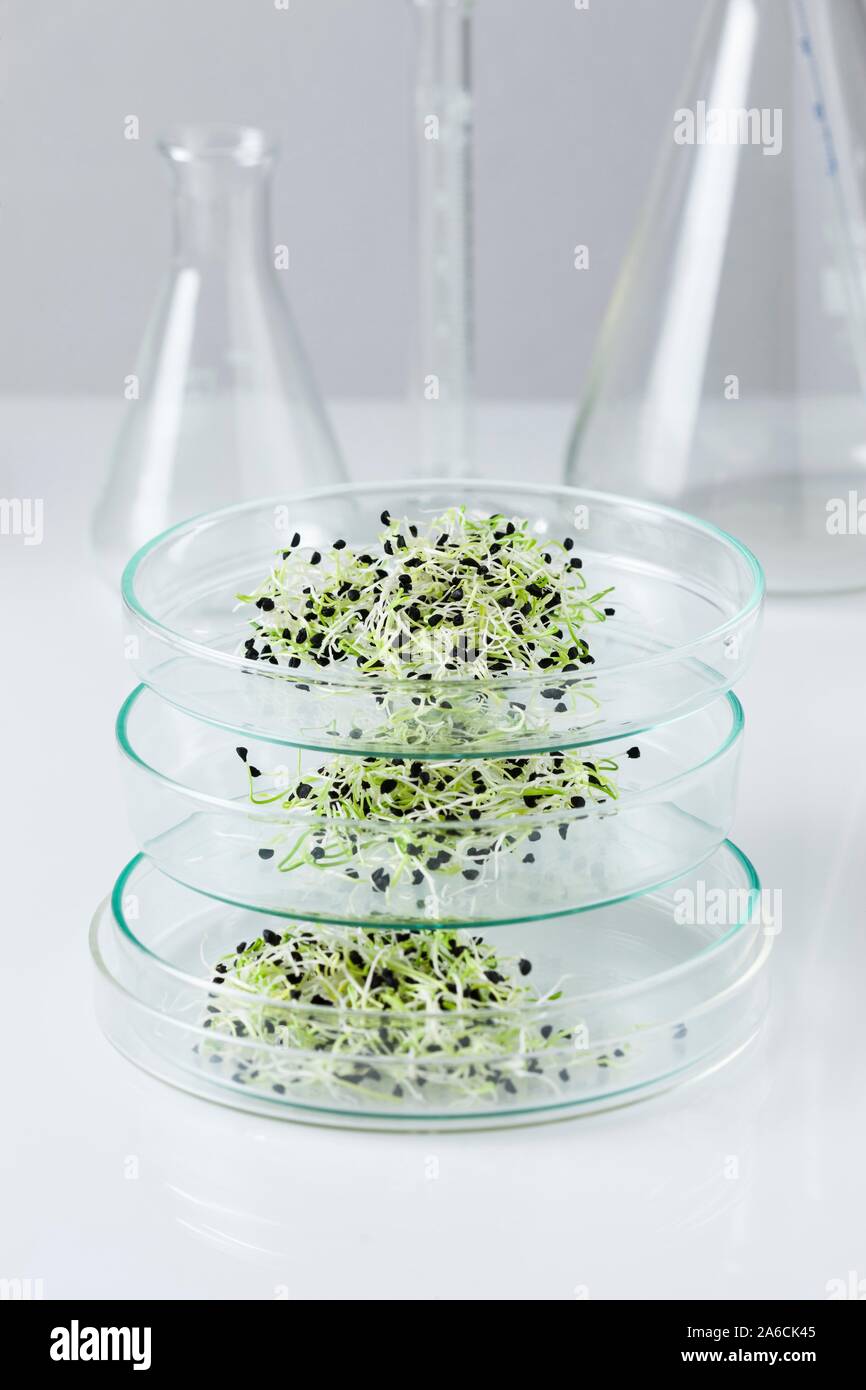 Seedlings growing in petri dishes hi-res stock photography and images ...
