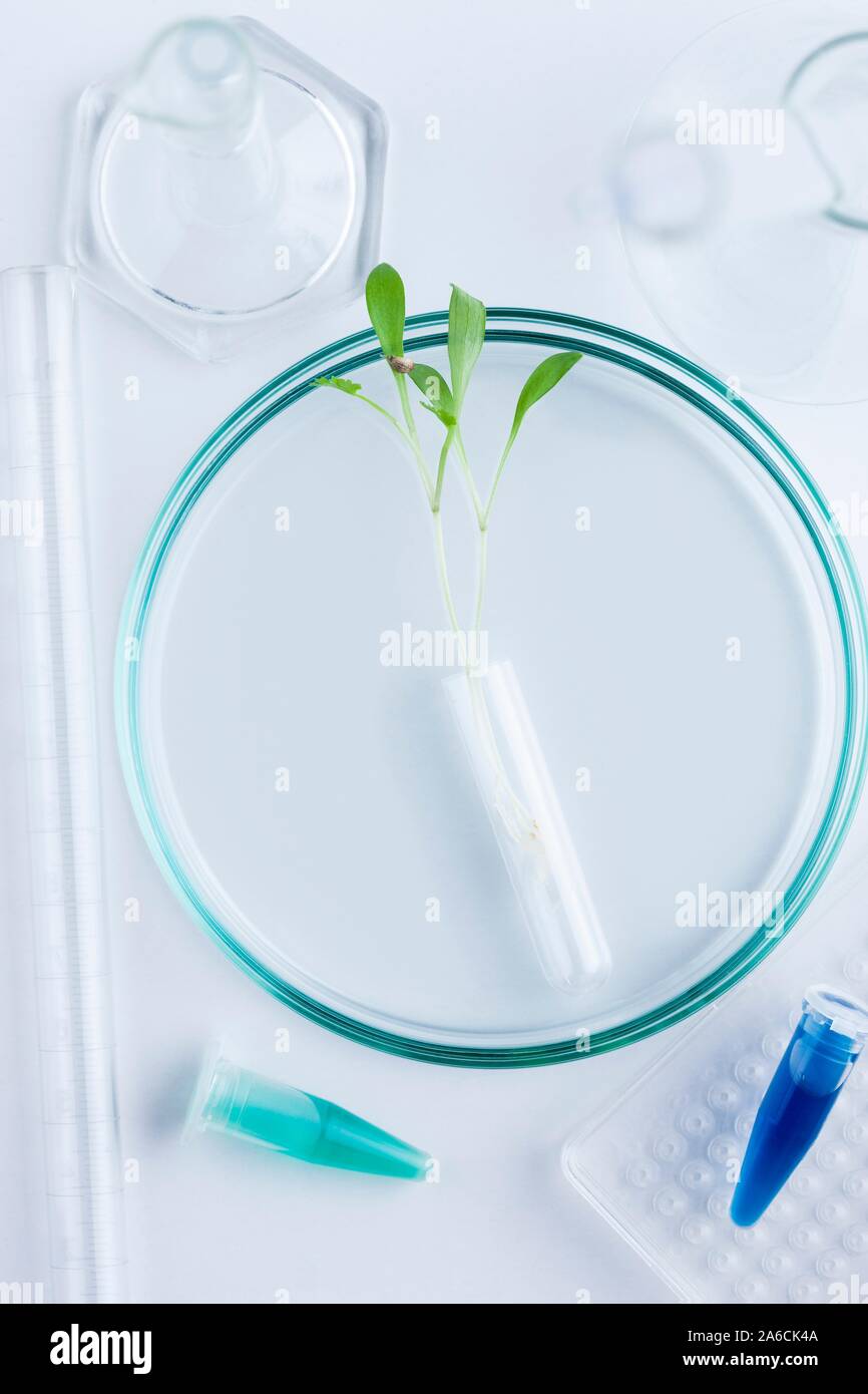 Plant biotechnology and research, conceptual image Stock Photo - Alamy