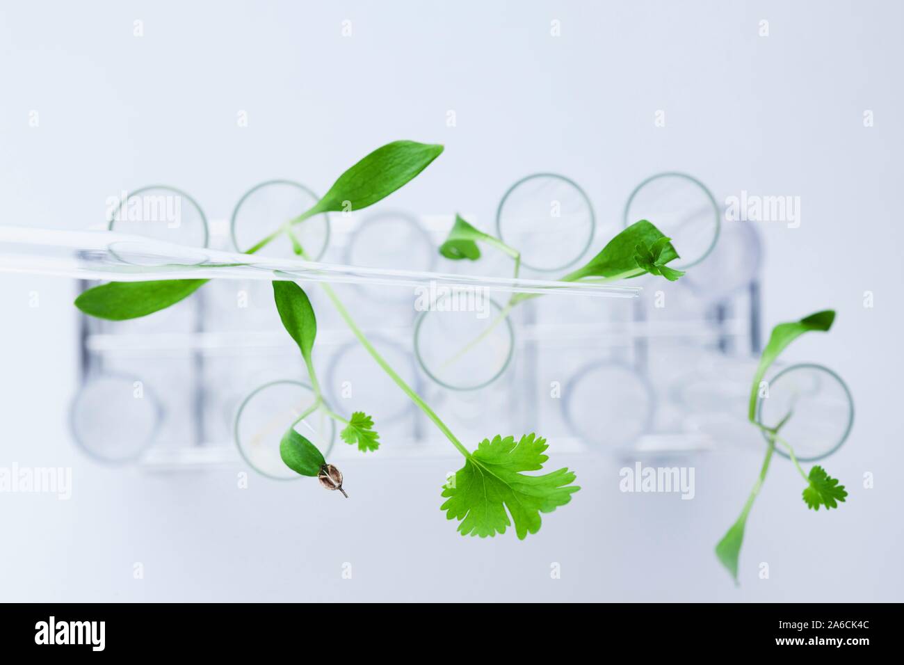 Botanical research, conceptual image Stock Photo - Alamy