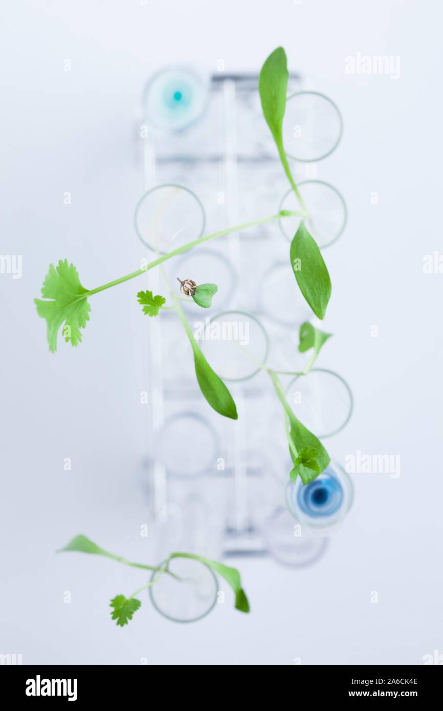 Botanical lab hi-res stock photography and images - Alamy