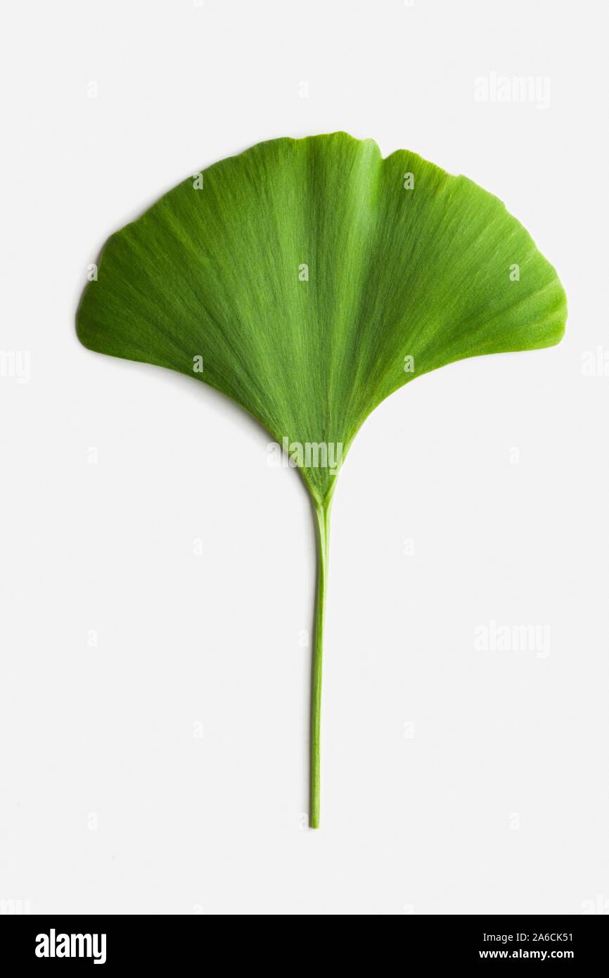 Ginkgo leaf medicine hi-res stock photography and images - Alamy