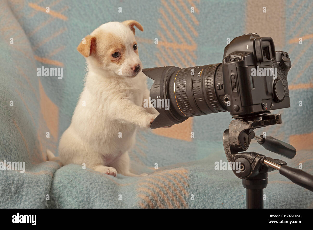 A portrait of a young mongrel examining a camera Stock Photo - Alamy