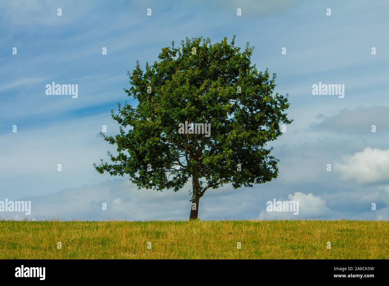 Tree plants field sky branch hi-res stock photography and images - Alamy