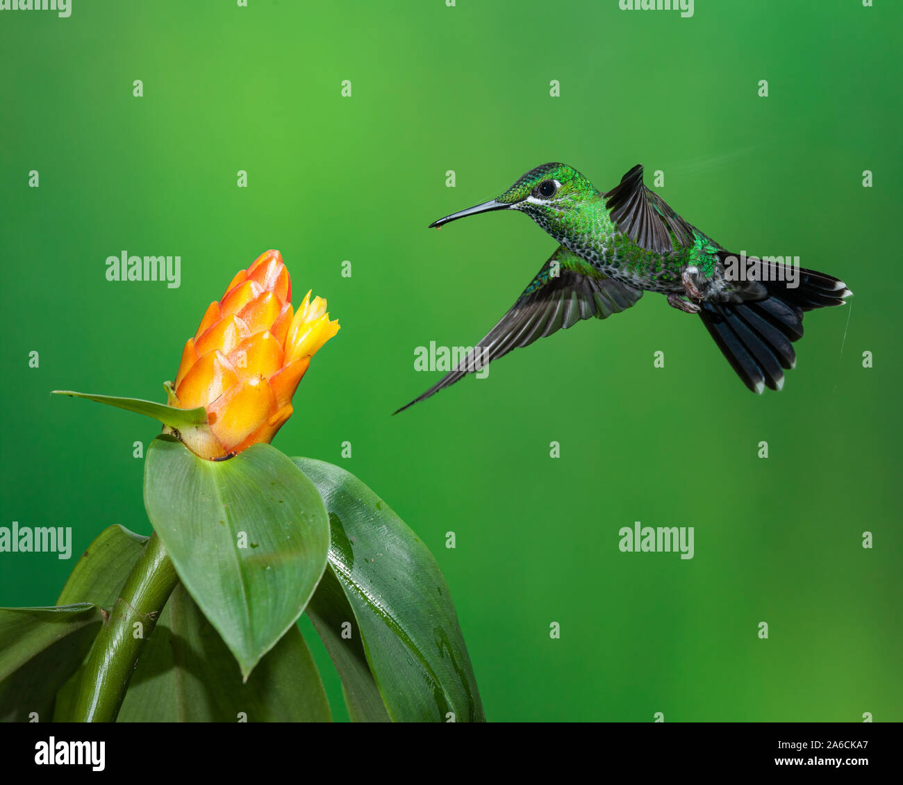 A female Green-crowned Brilliant Hummingbird, Heliodoxa jacula ...