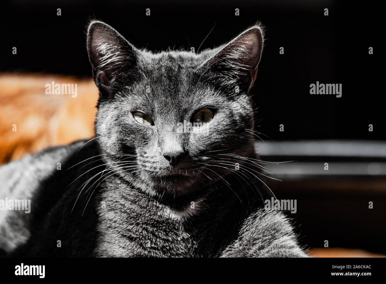 Gentil animal hi-res stock photography and images - Alamy