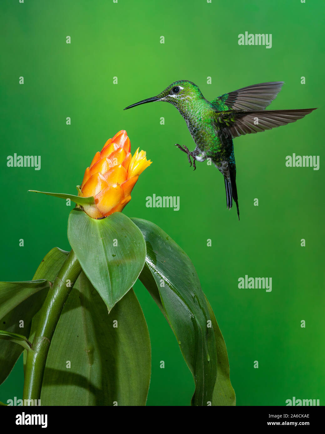 Yellow costa species flower hi-res stock photography and images - Alamy