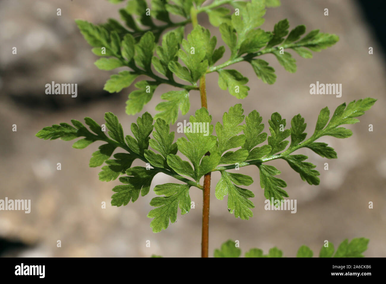 Plant cystopteris fragilis hi-res stock photography and images - Alamy