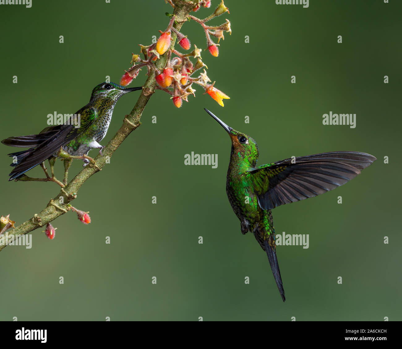 Green crowned brilliant hummingbird hi-res stock photography and images ...