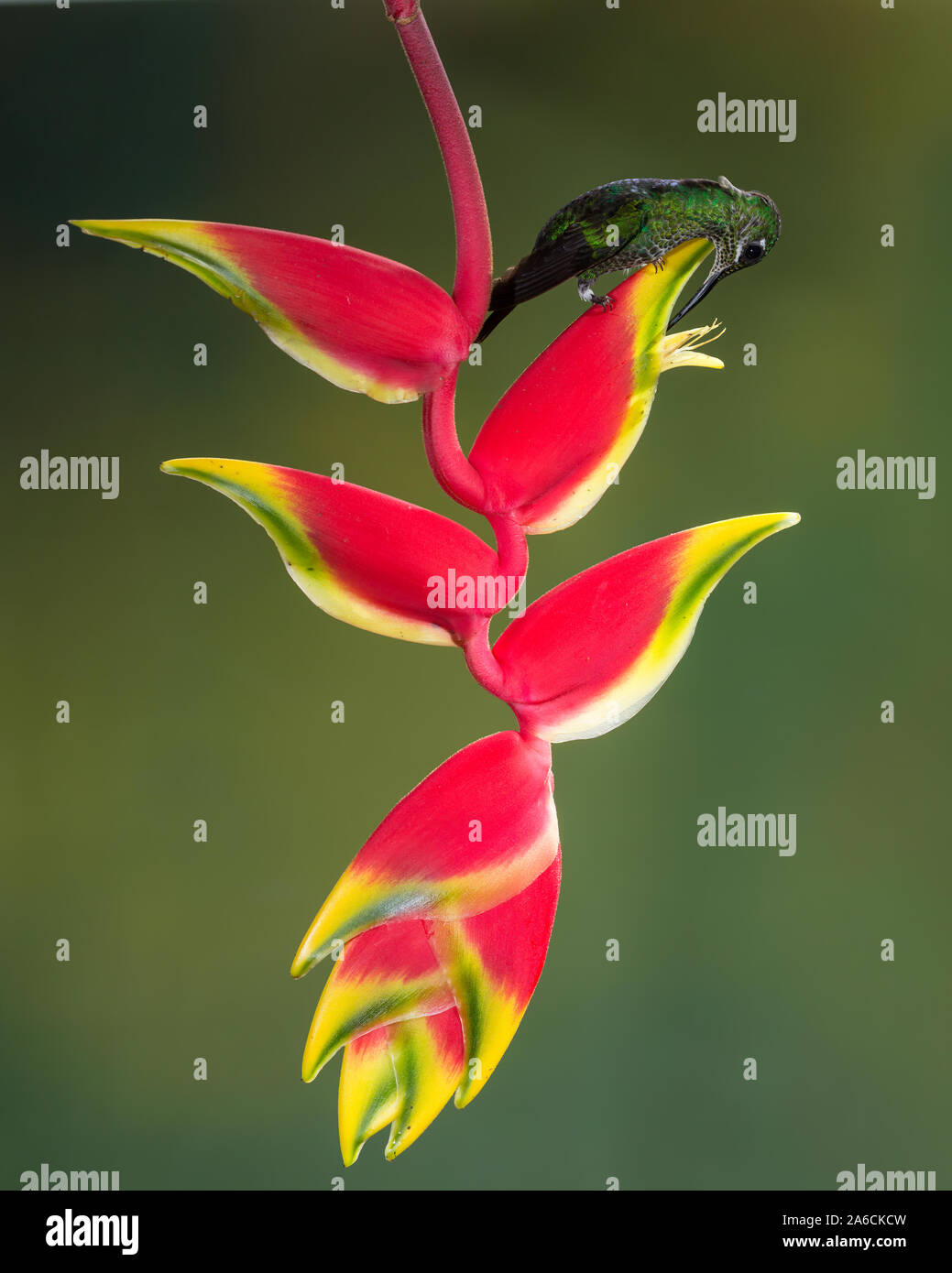 Hummingbird flower heliconia rostrata hi-res stock photography and ...