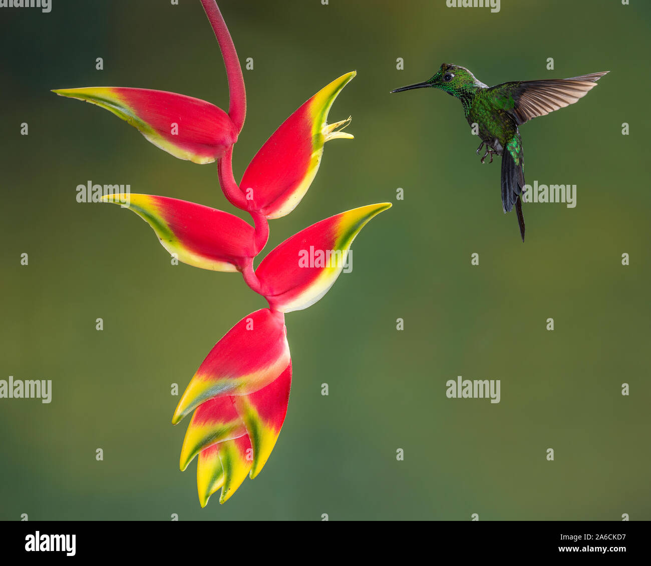 Hummingbird flower heliconia rostrata hi-res stock photography and ...