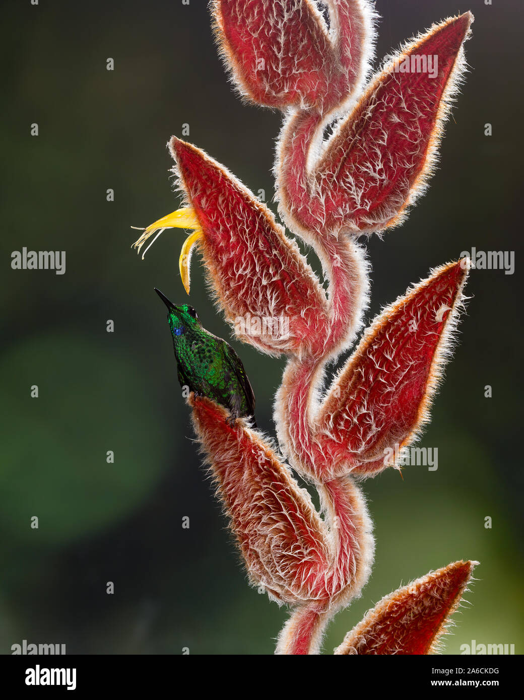 Heliconia vellerigera hi-res stock photography and images - Alamy