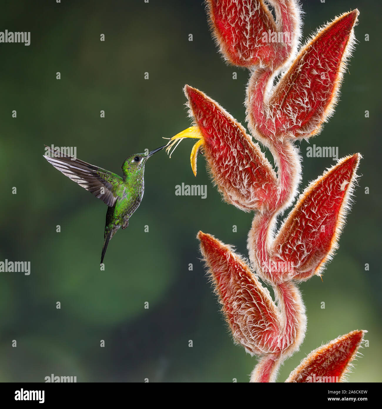 A female Green-crowned Brilliant Hummingbird, Heliodoxa jacula, feeds ...