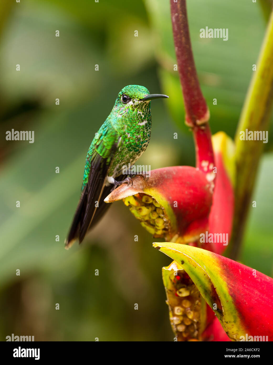 A Green-crowned Brilliant Hummingbird, Heliodoxa jacula, perches on a ...