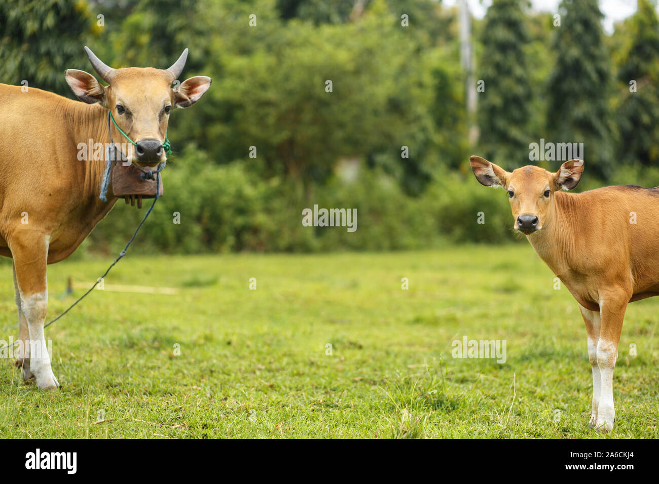 A herd of bright tropical Asian cows grazing on green grass. Big cow ...