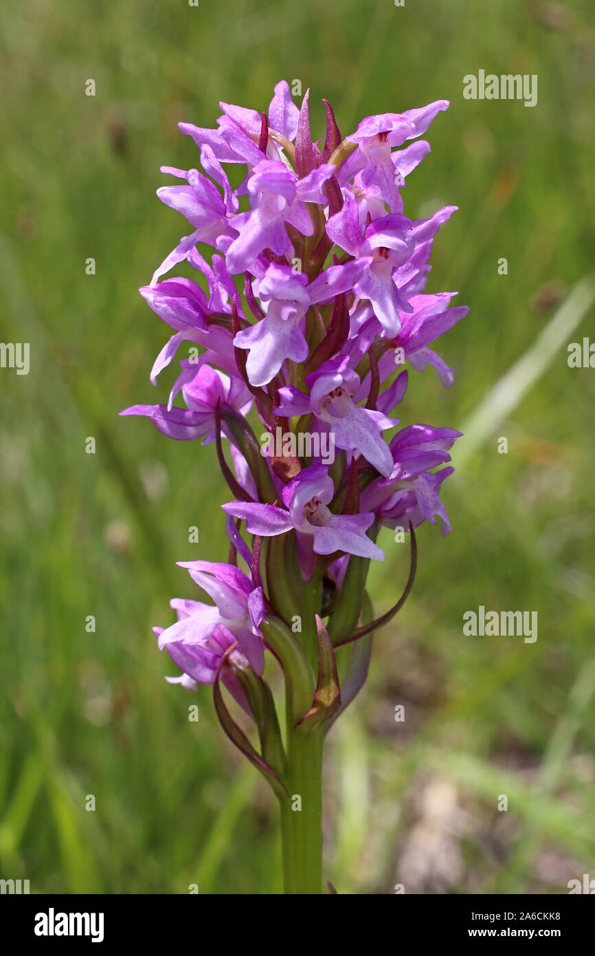 Dactylorhiza kalopissii - wild flower Stock Photo - Alamy