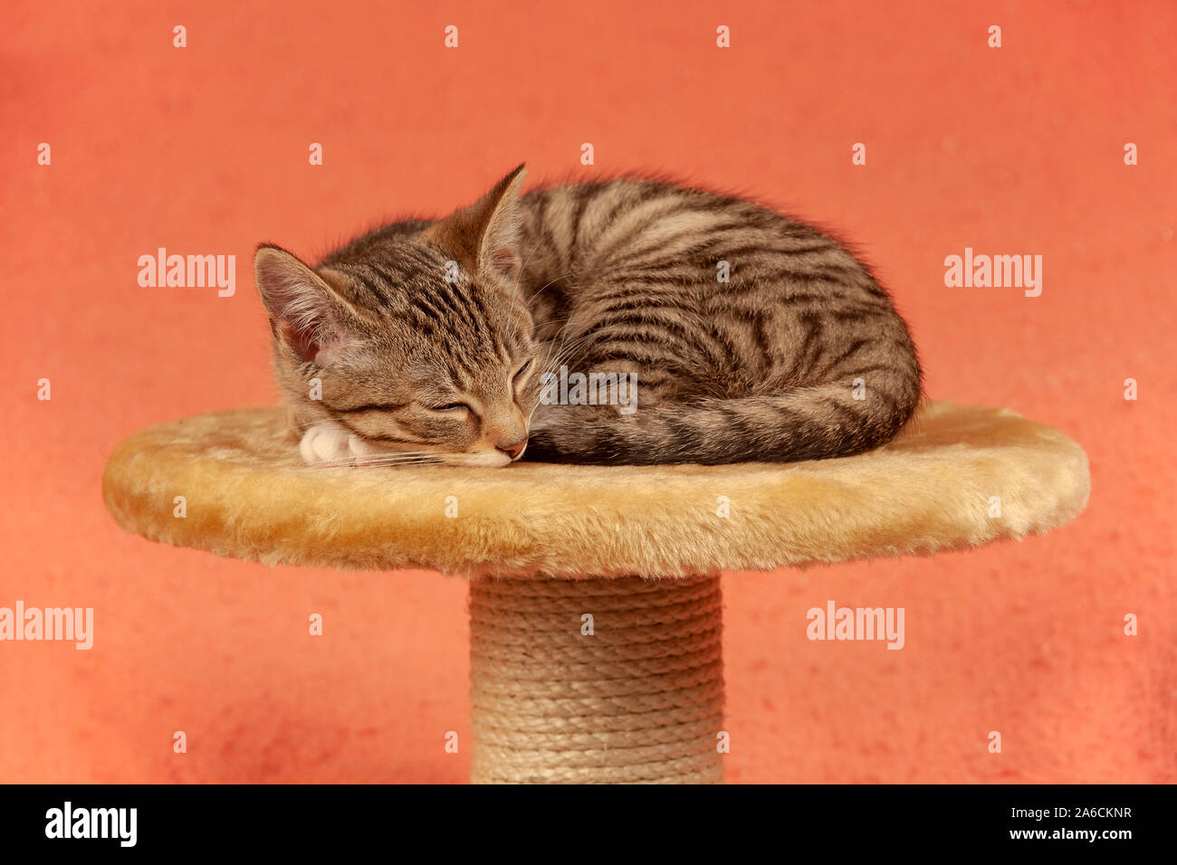 Tired tomcat hi-res stock photography and images - Alamy