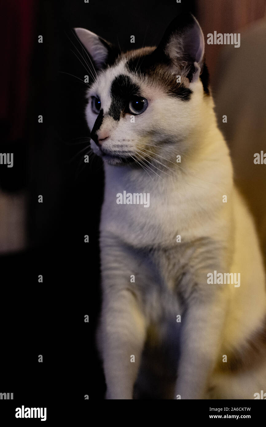 Hairy cats hi-res stock photography and images - Alamy