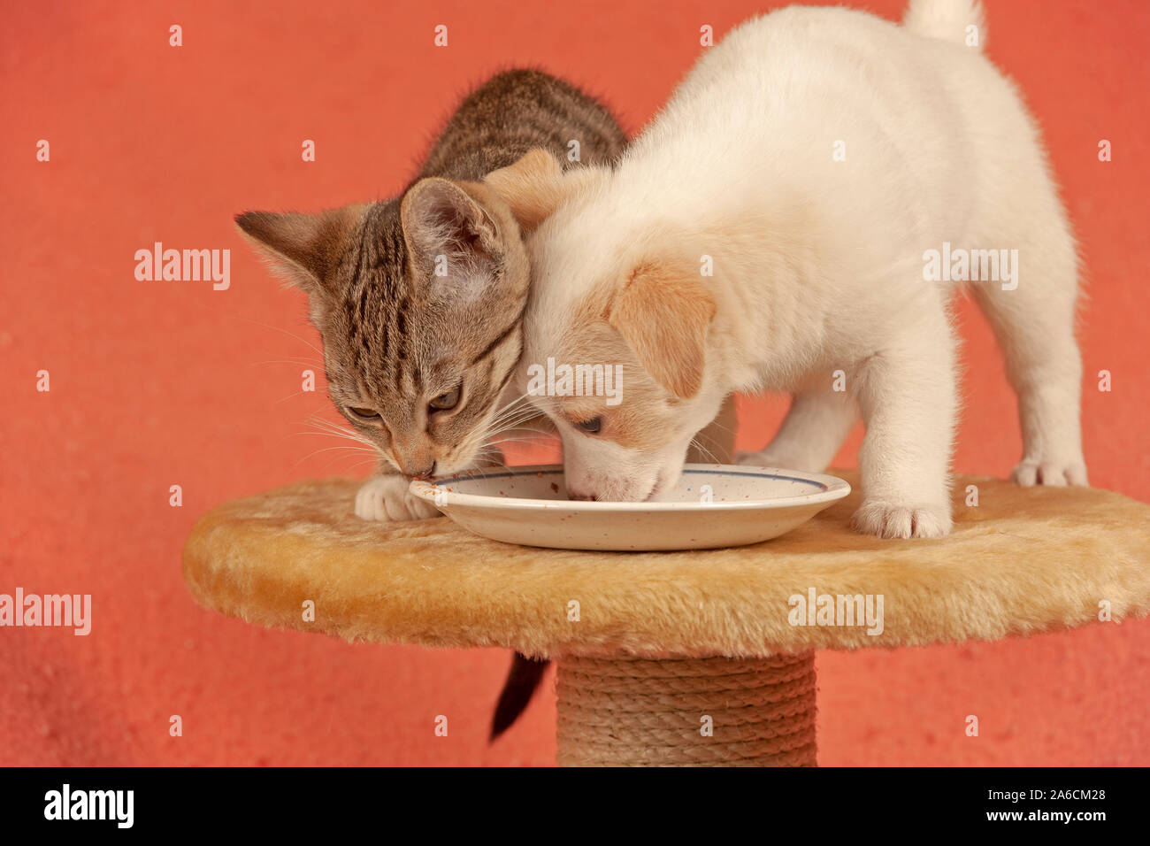 Portrait of a young mongrel and a young cat eating together Stock Photo ...