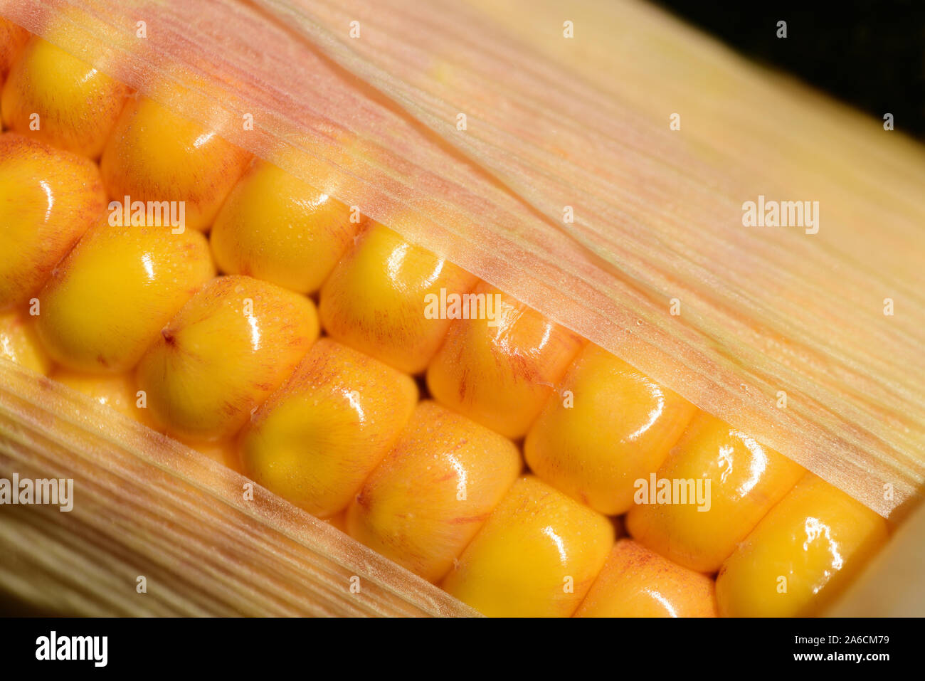 Closeup and close-up view of a fresh yellow corn cob with corn kernels ...