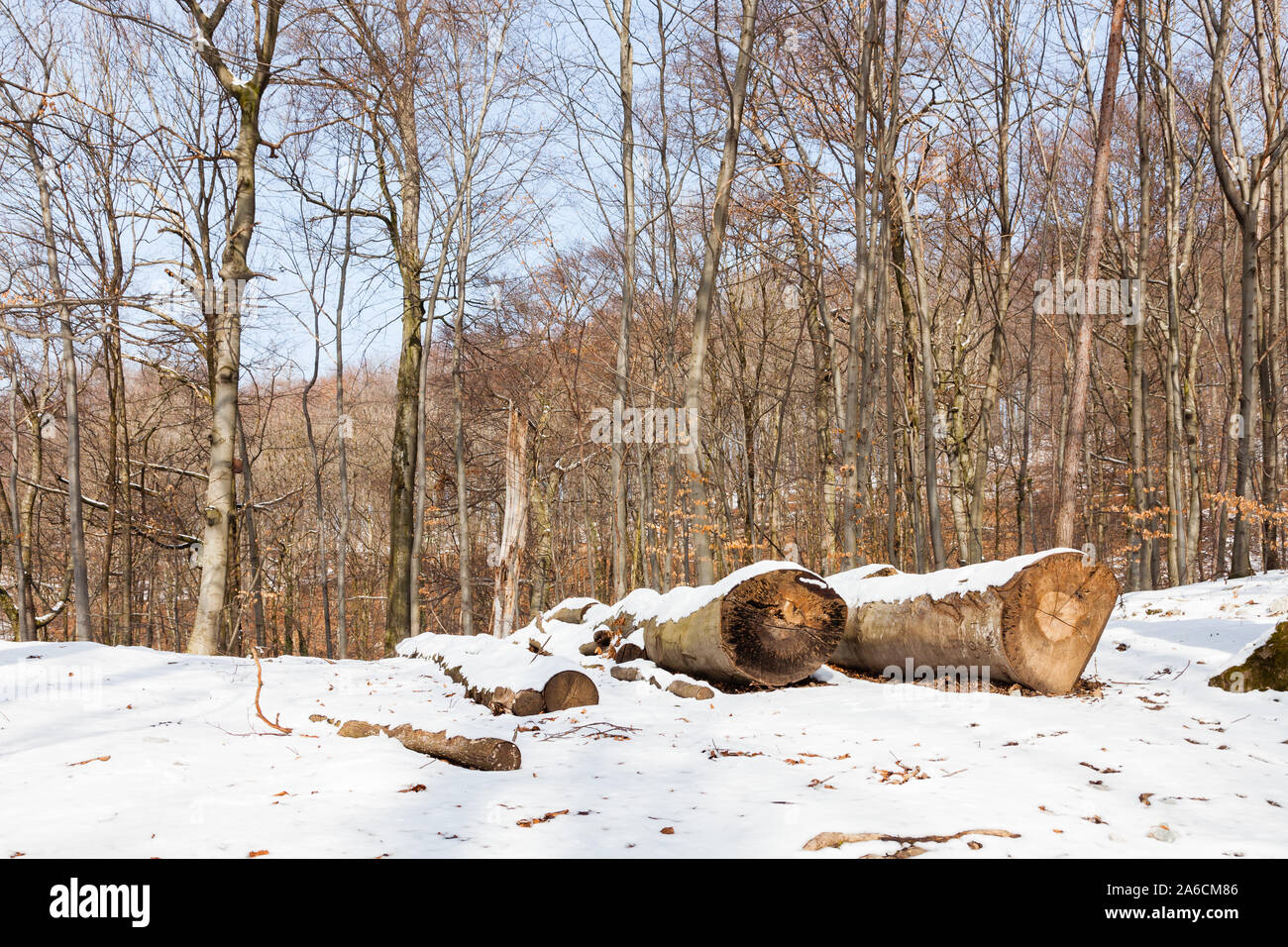 Snow covered wooden logs on Kapuzinerberg, a hill in Salzburg, Austria ...