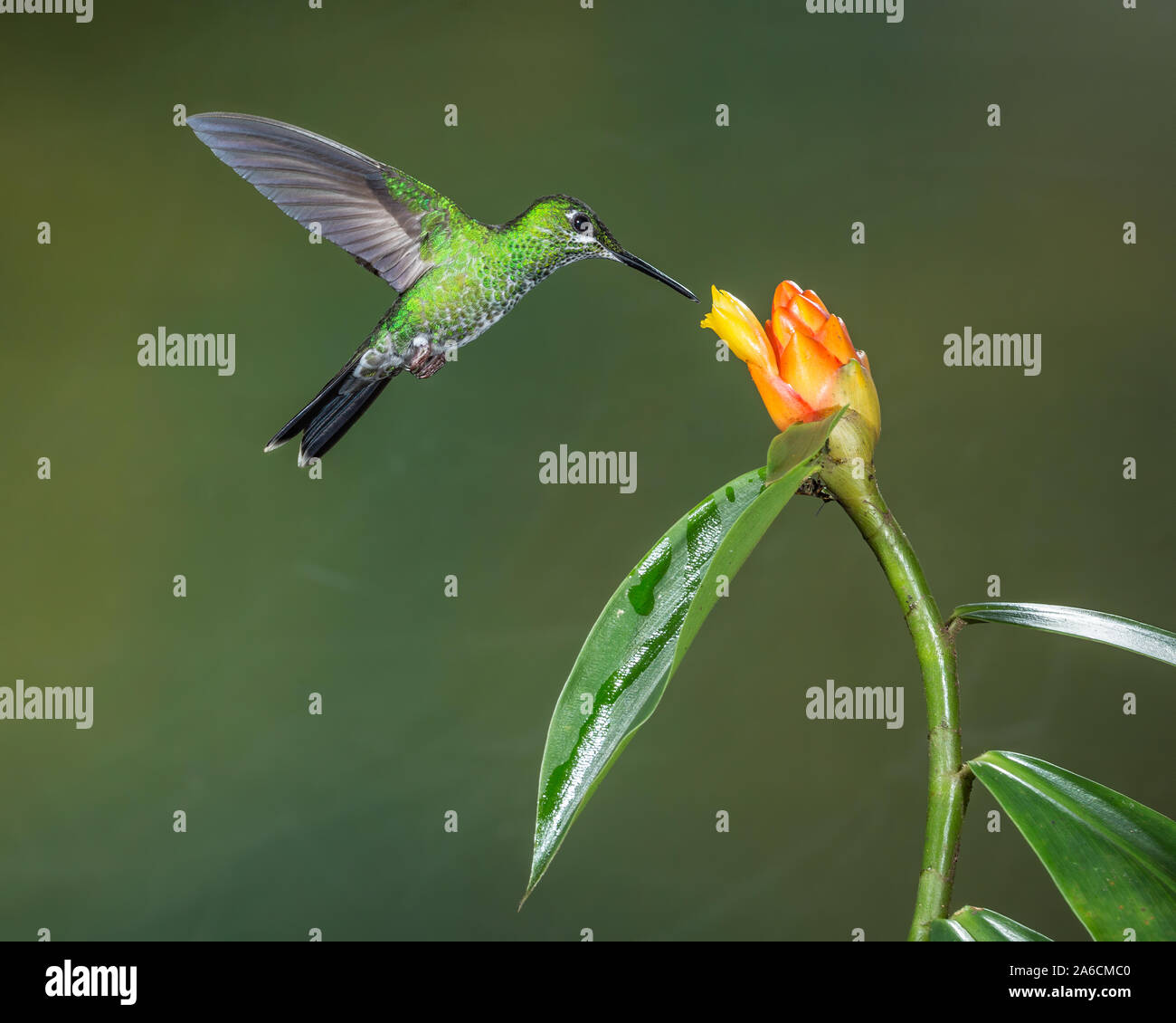 Yellow costa species flower hi-res stock photography and images - Alamy