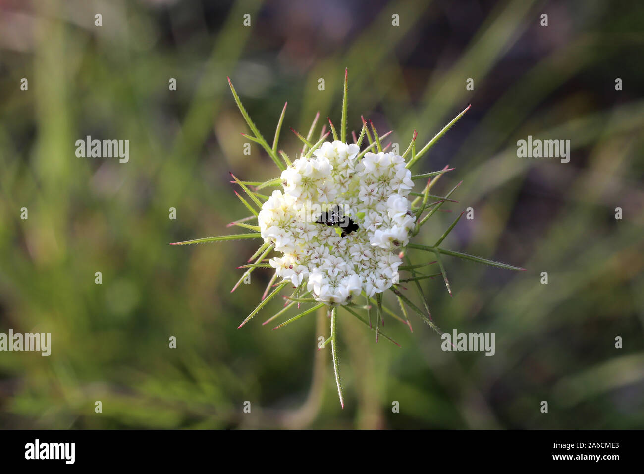 Daucus guttatus - wild flower Stock Photo - Alamy