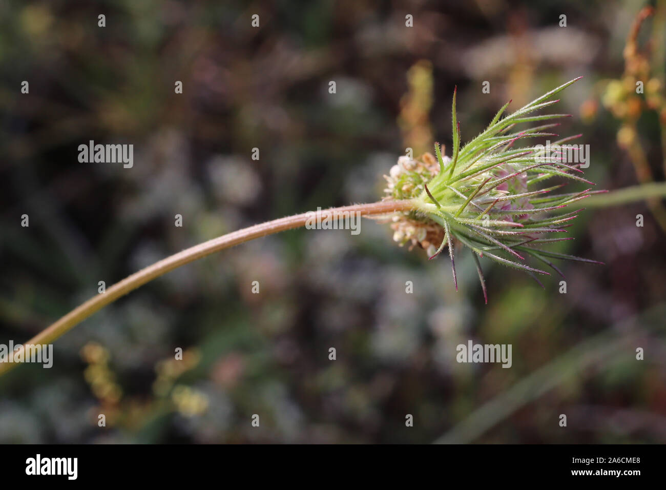 Daucus guttatus - wild flower Stock Photo - Alamy