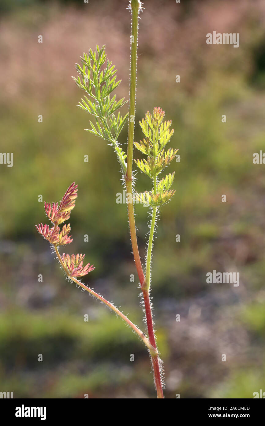 Wild botany hi-res stock photography and images - Alamy