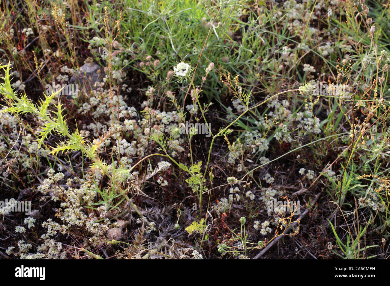 Daucus guttatus - wild flower Stock Photo - Alamy
