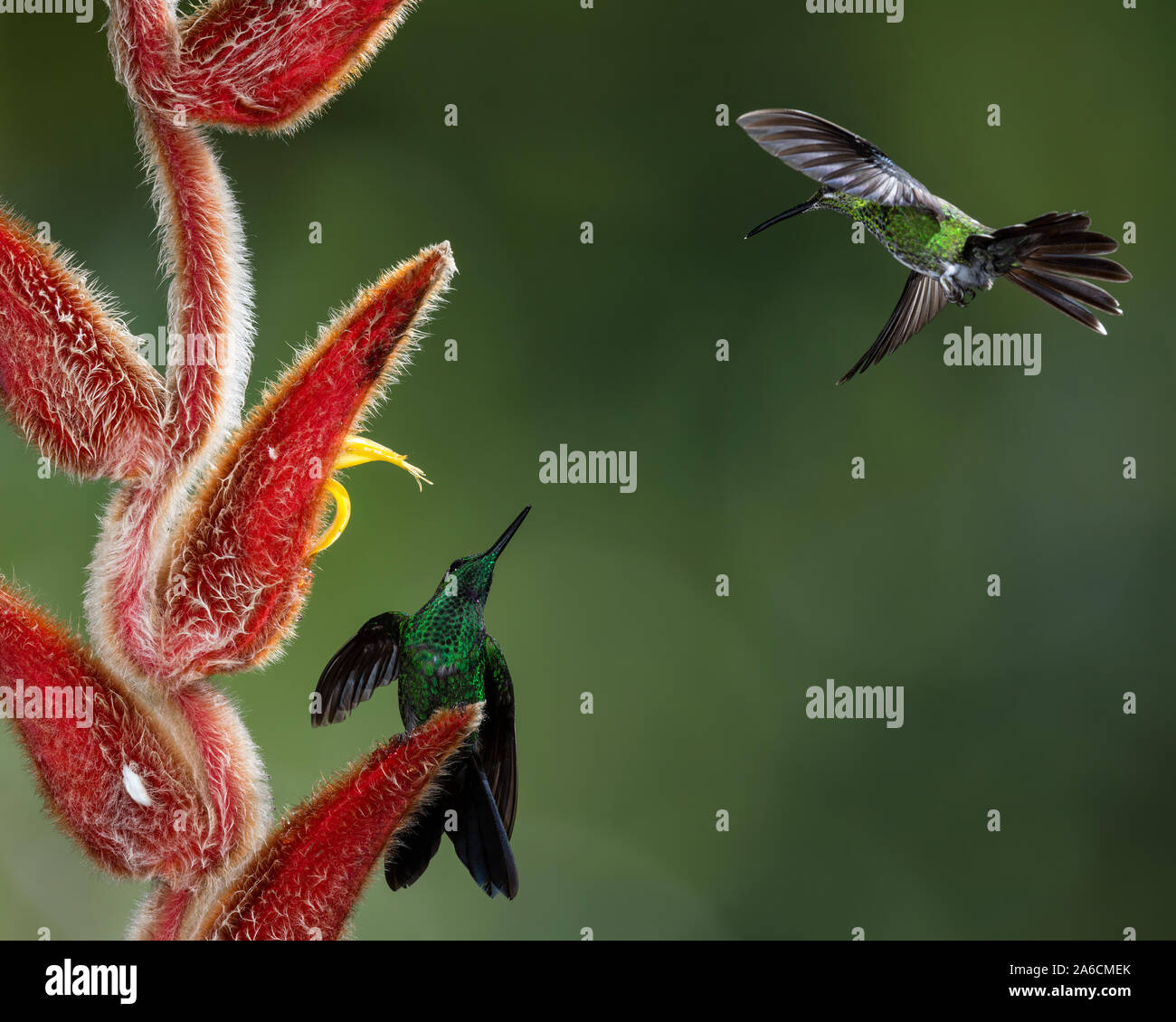 Trochilidae family of birds hi-res stock photography and images - Alamy
