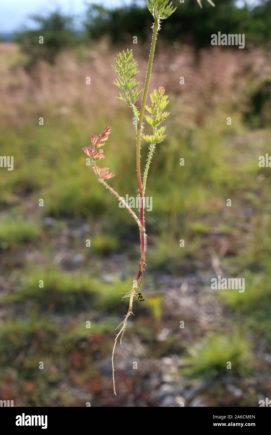 Daucus guttatus - wild flower Stock Photo - Alamy
