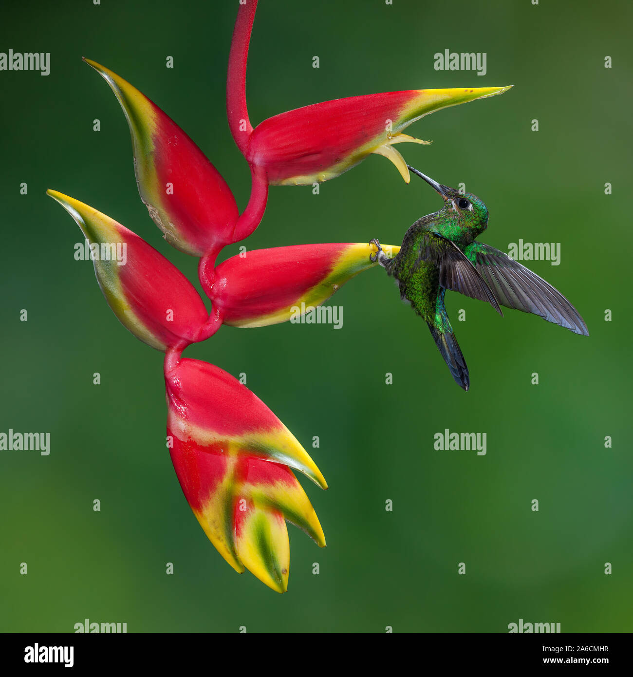 Hummingbird flower heliconia rostrata hi-res stock photography and ...