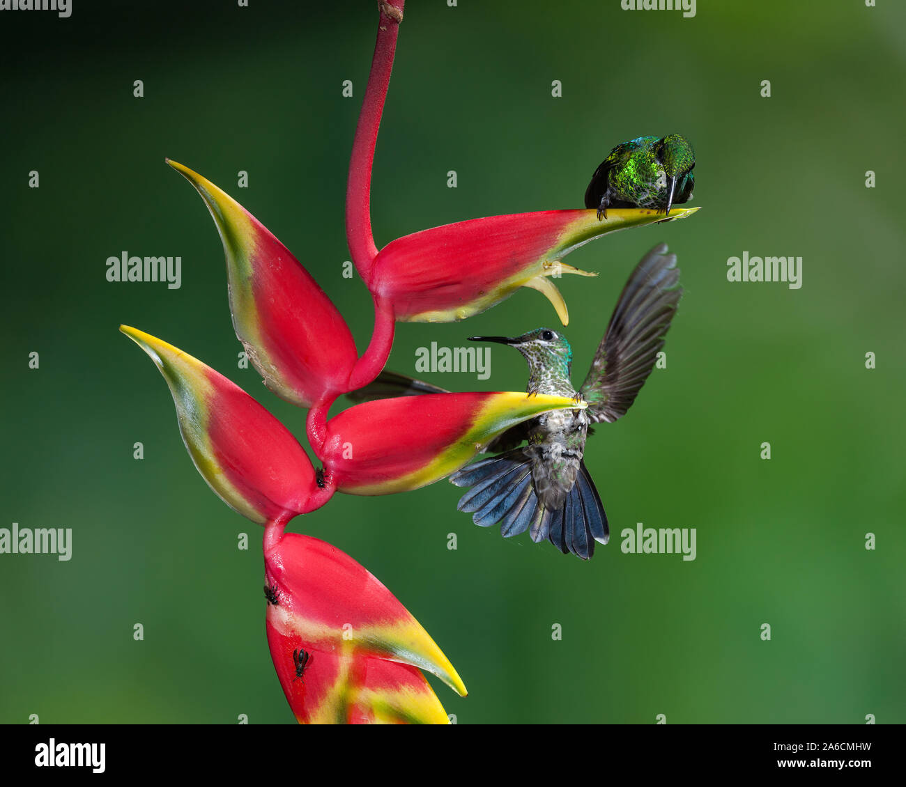 Hummingbird flower heliconia rostrata hi-res stock photography and ...