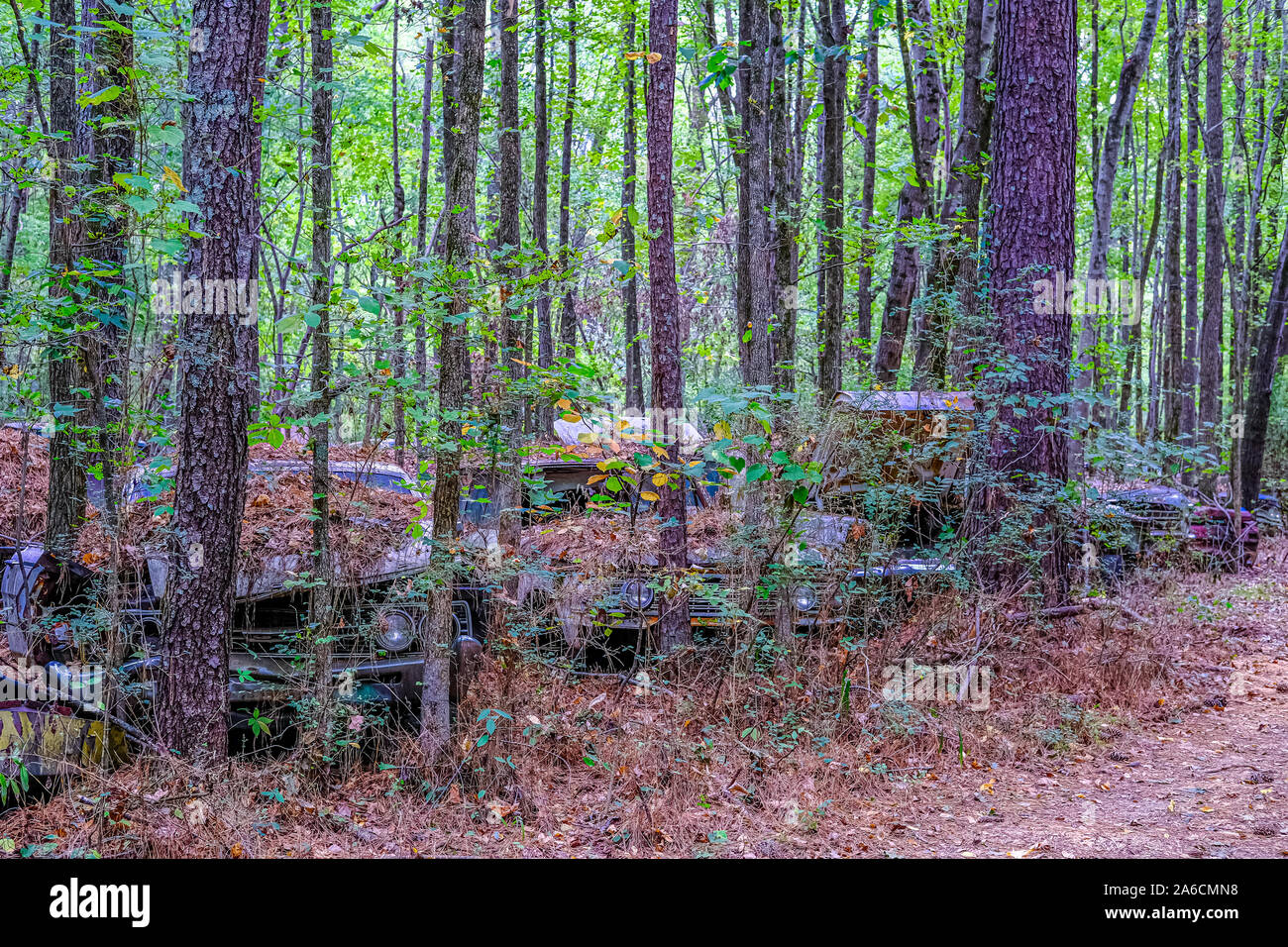 Hidden in trees hi-res stock photography and images - Alamy