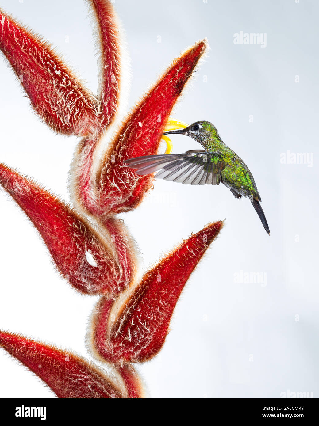 Hairy heliconia heliconia vellerigera hi-res stock photography and ...