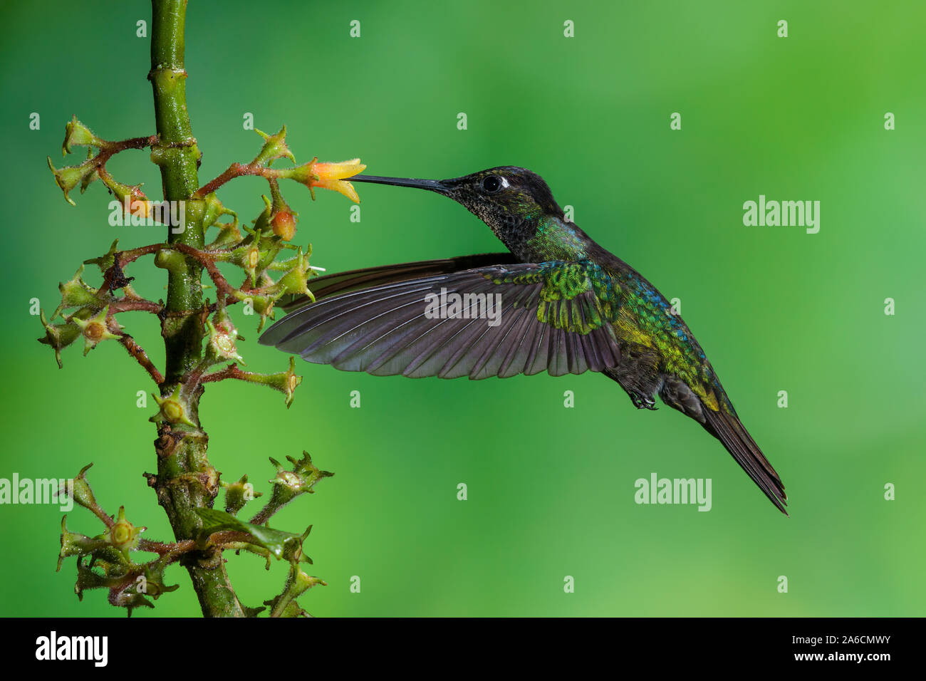 A male Magnificent Hummingbird, Eugenes fulgens, feeds on a tropical ...