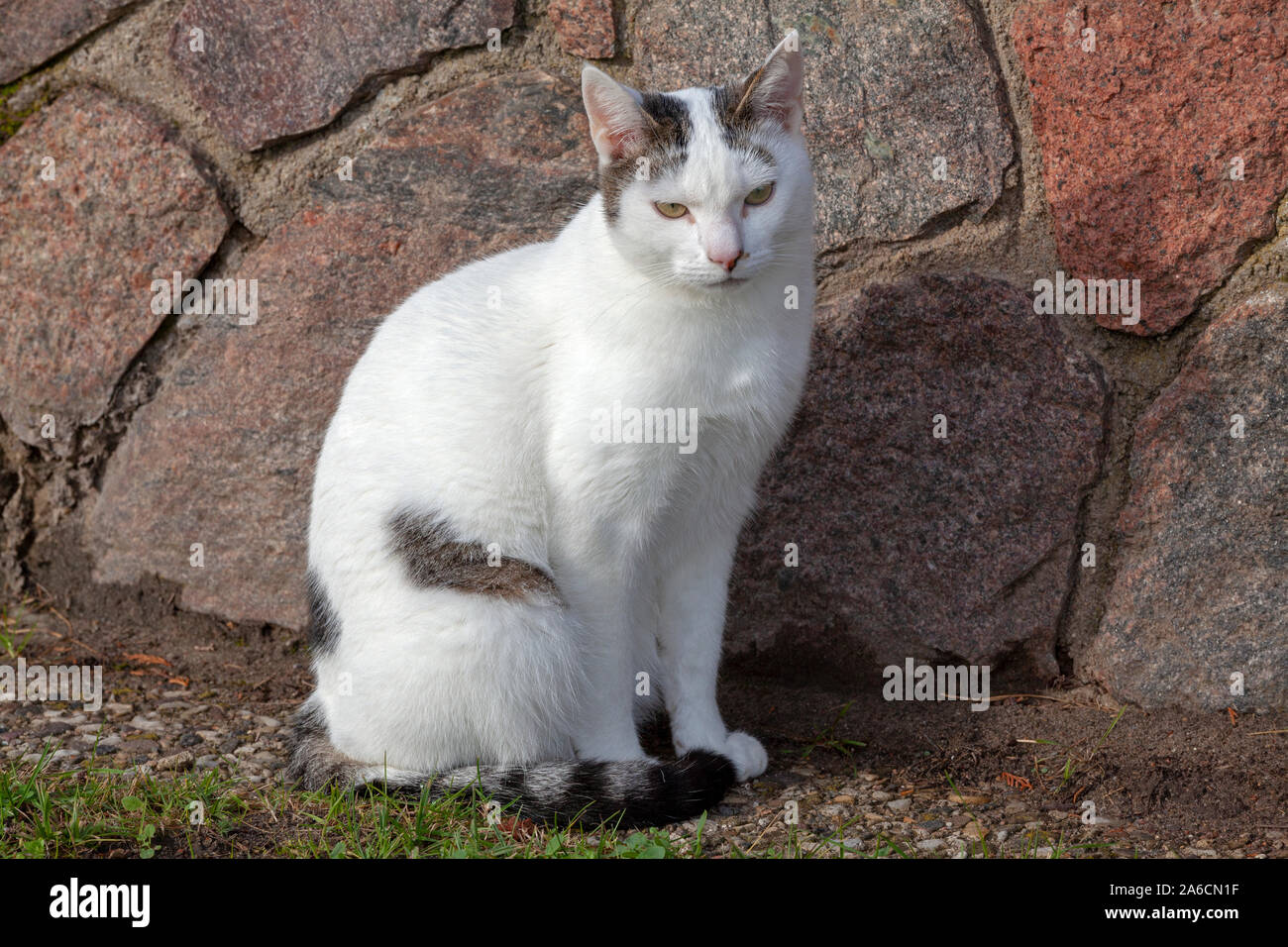 Portrait of a white cat sitting in front of a wall Stock Photo - Alamy