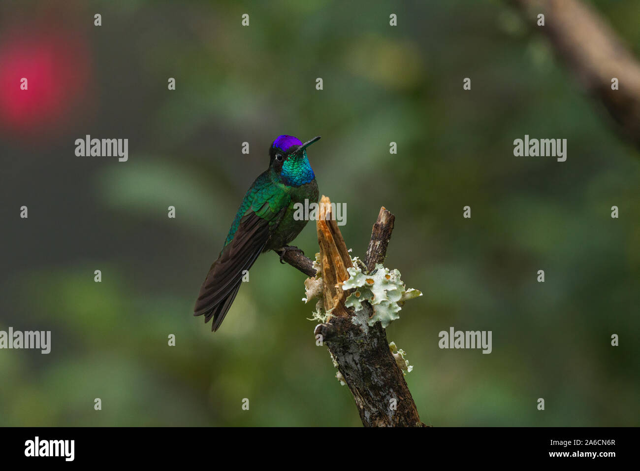 A male Magnificent Hummingbird, Eugenes fulgens, perches on a branch in ...