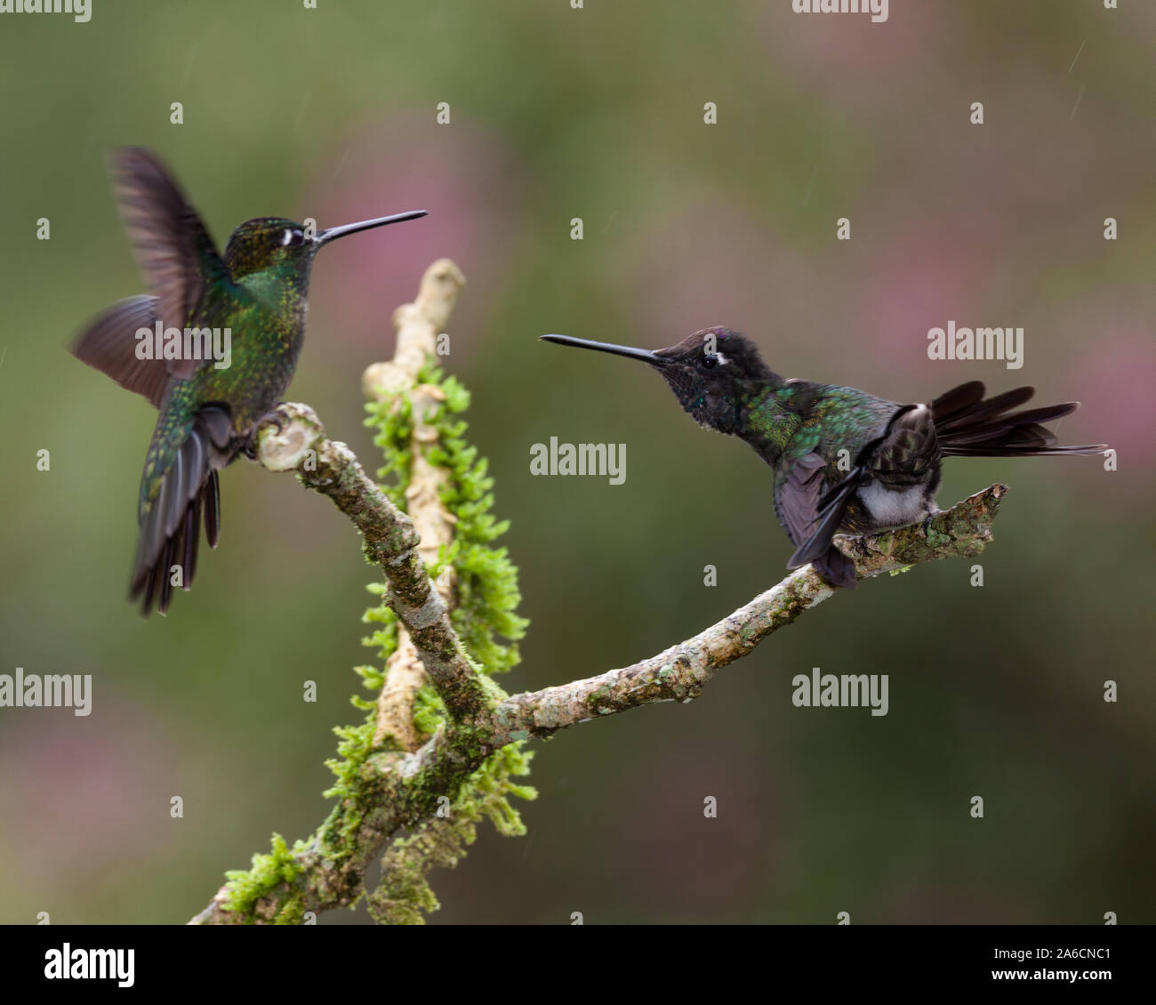 Another bird exhibits hi-res stock photography and images - Alamy